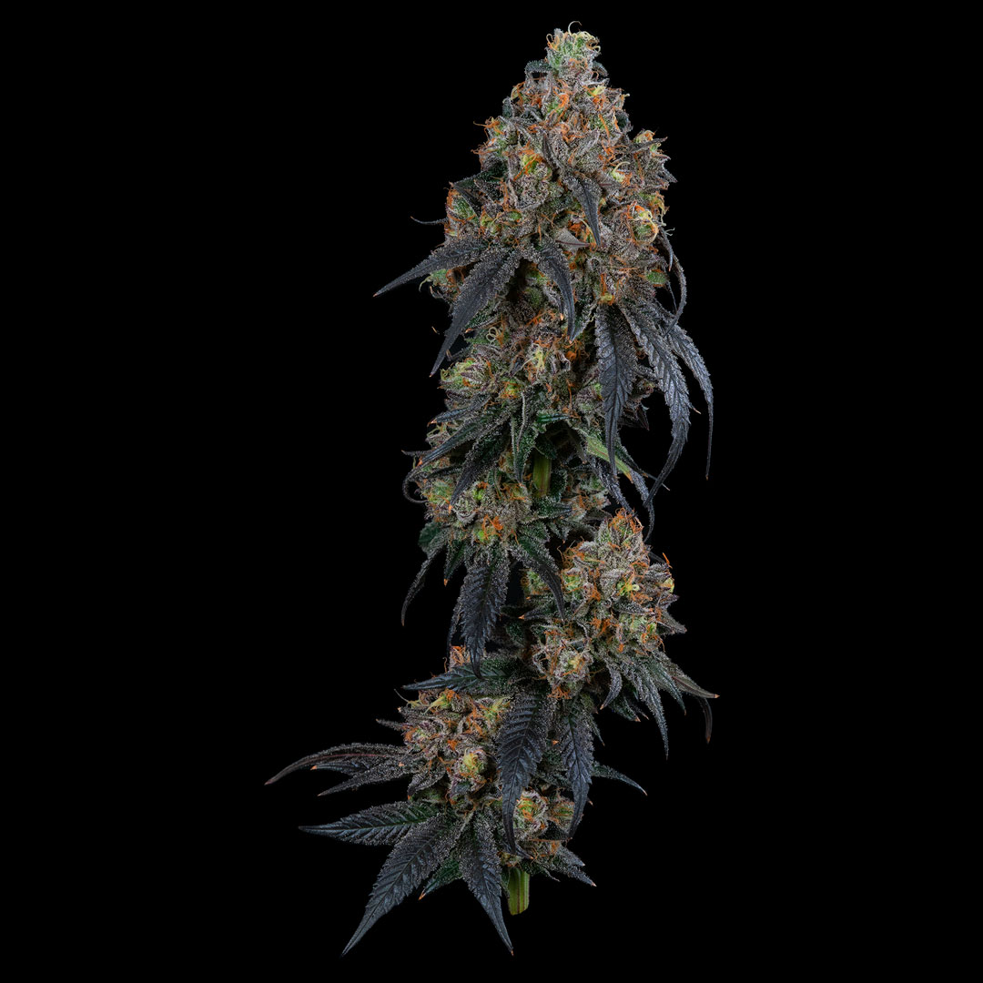 Blue Apricot Sherbert - CommCan