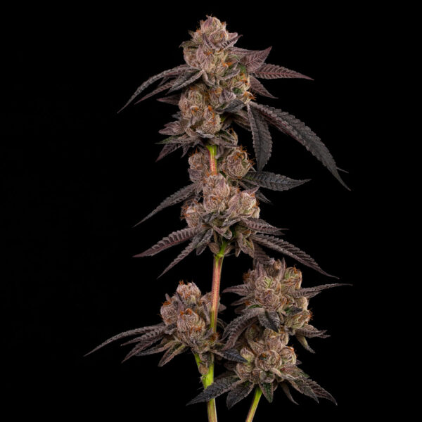 Blue Suede - Cookies by CommCan