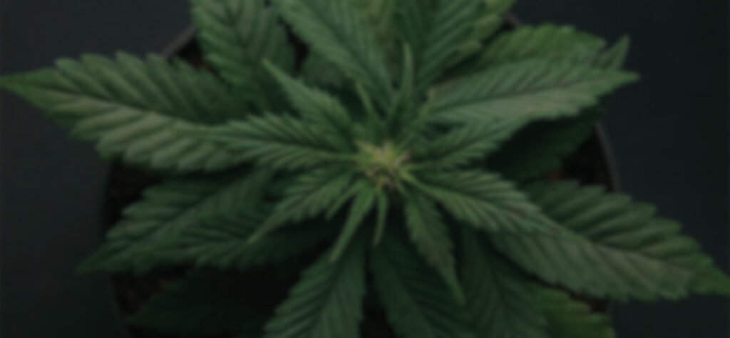 Learn about Cannabis: Benefits, Usage, & Medical Access at CommCan