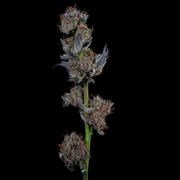 Snake Eyes - CommCan