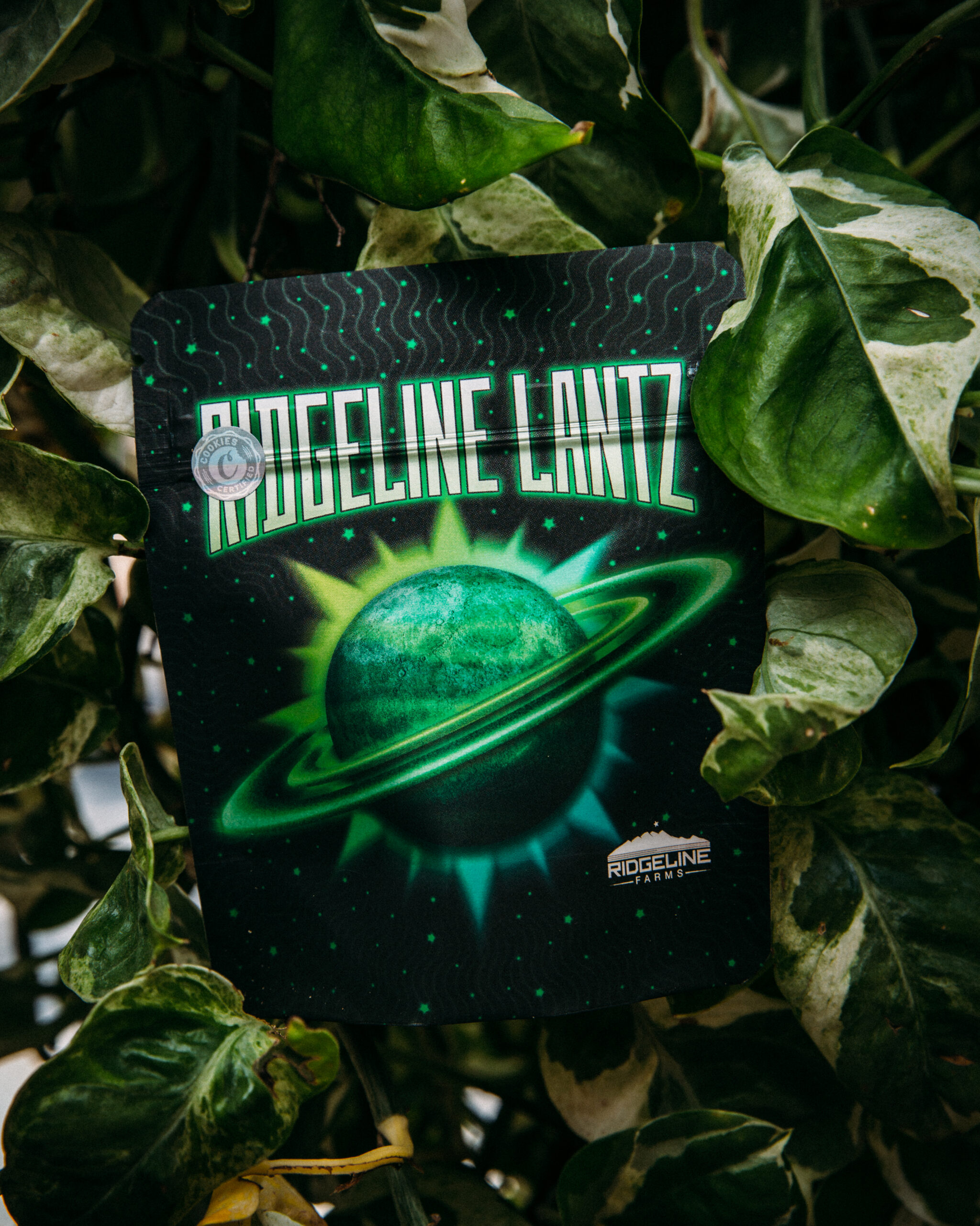 Ridgeline Lantz: New Strain by Cookies Now at CommCan!