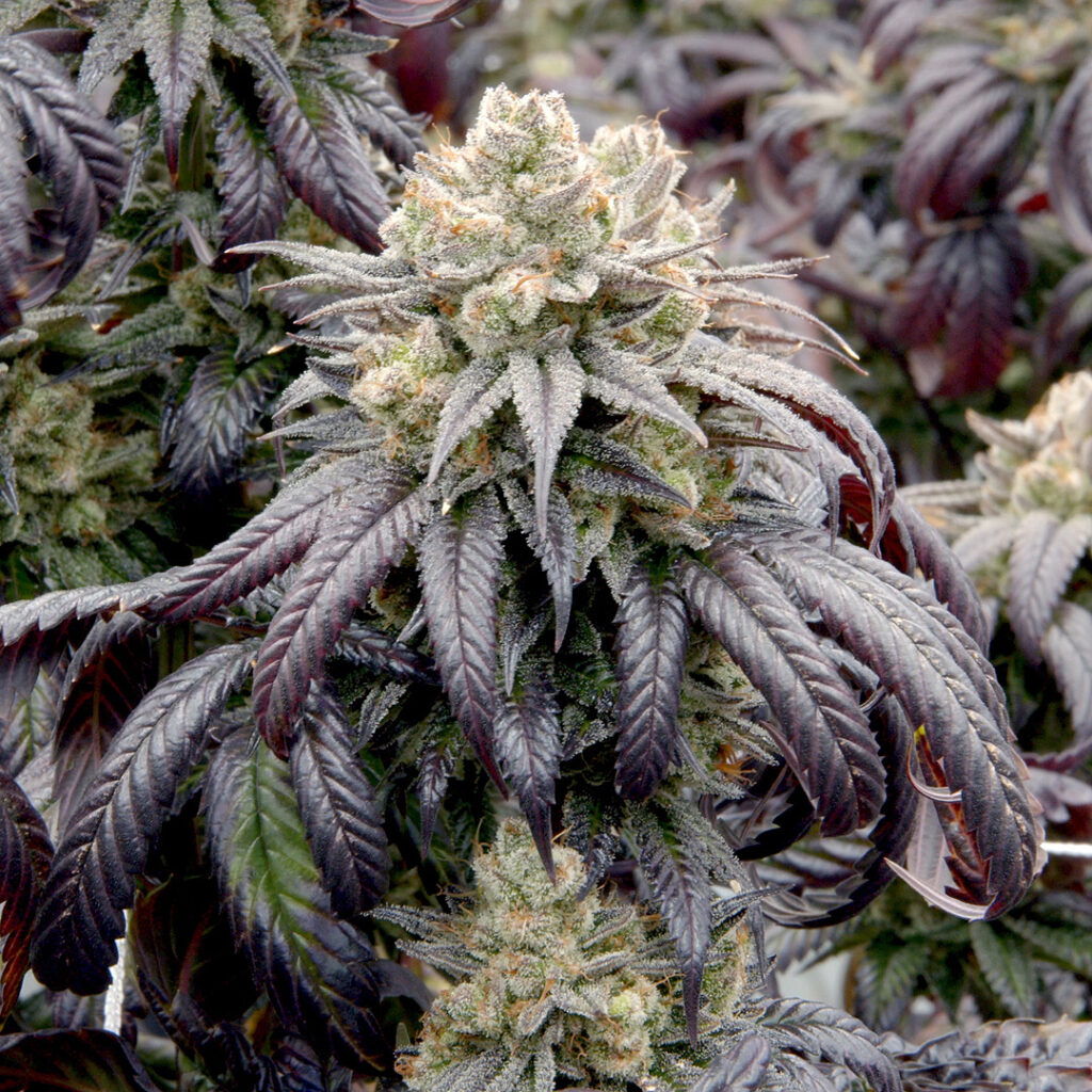 Welcome to CommCan Millis - CommCan