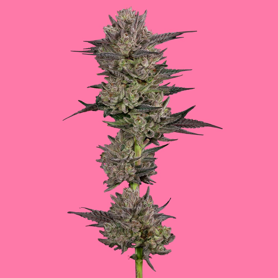 Titty Sprinkles: A Tribute to Resilience and Empowerment from CommCan