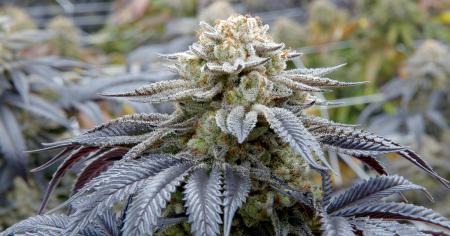 Monkey Berries - CommCan