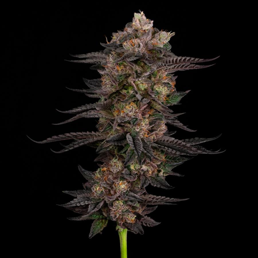 Long Island - Cookies by CommCan