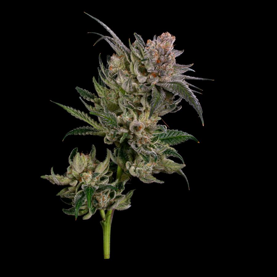 Sour Diesel X Animal Cookies - CommCan