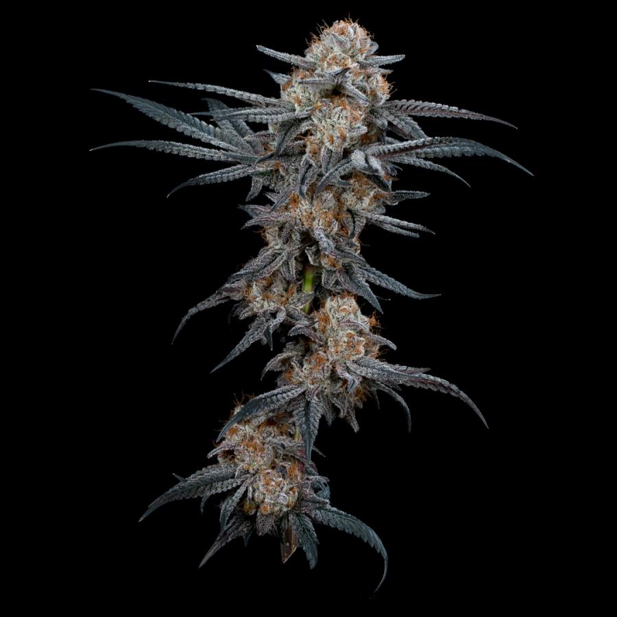 Blood Moon - CommCan